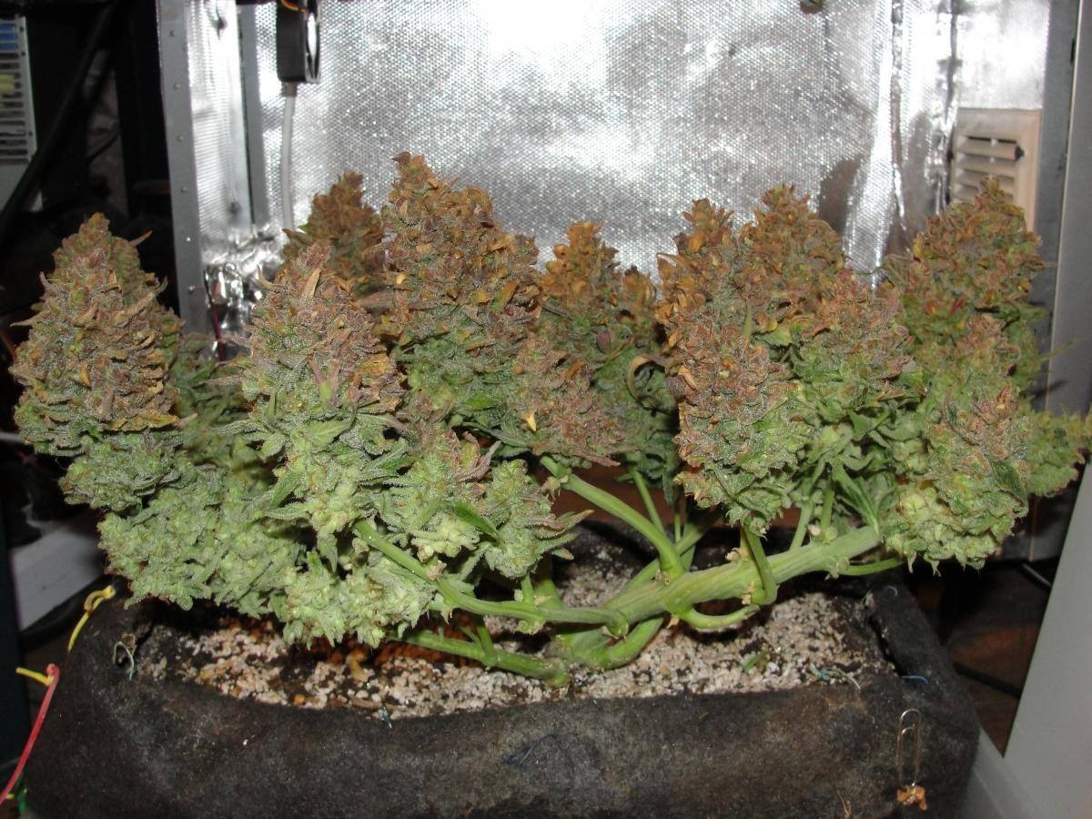Blueberry Autoflower Esrar Tohumu - Amsterdam Seedbank
