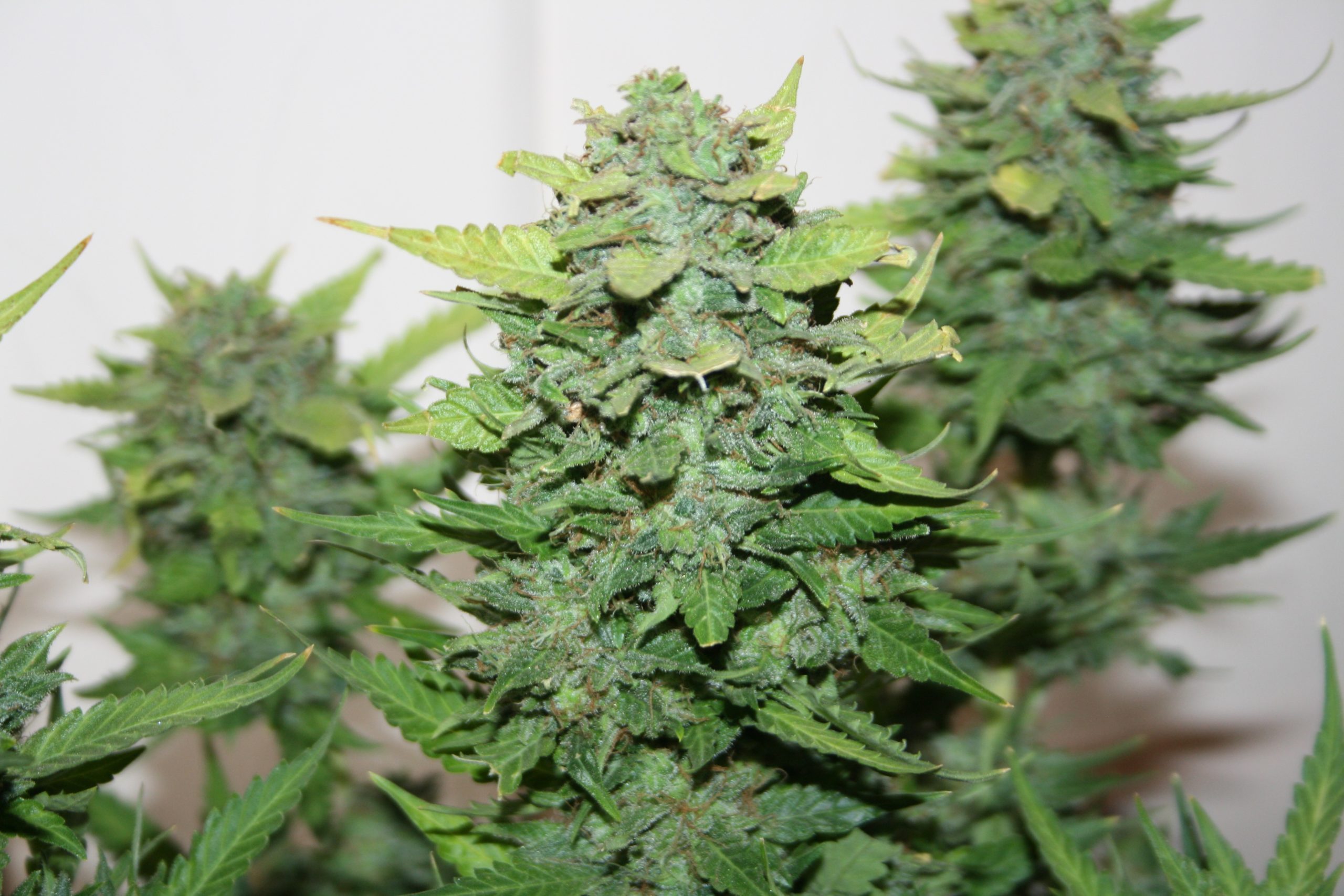 Critical Autoflower Esrar Tohumu - Amsterdam Seedbank