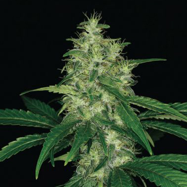 Lowryder #2 Autoflower Esrar Tohumu - Amsterdam Seedbank
