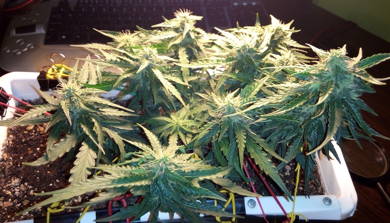 Lowryder #2 Autoflower Esrar Tohumu - Amsterdam Seedbank